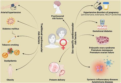 Traditional And Sex Specific Cardiovascular Risk Factors Hellp
