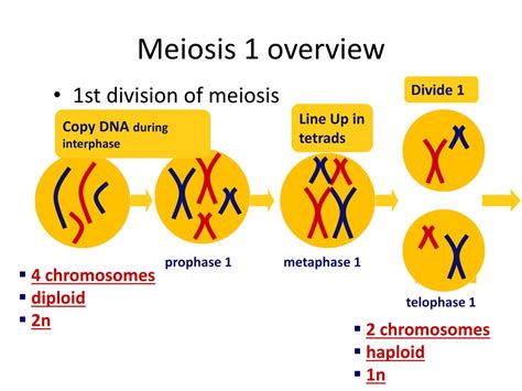 Stages Of Meiosis 2