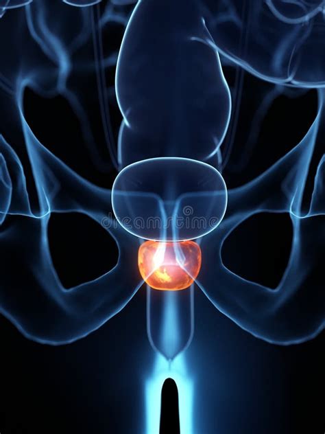 Prostate Stock Illustrations 4 279 Prostate Stock Illustrations