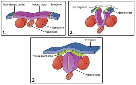 Development Of The Central Nervous System Spinal Cord Teachmeanatomy