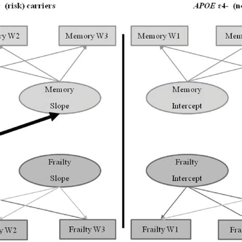 frailty ef parallel process model showing moderation by sex age in