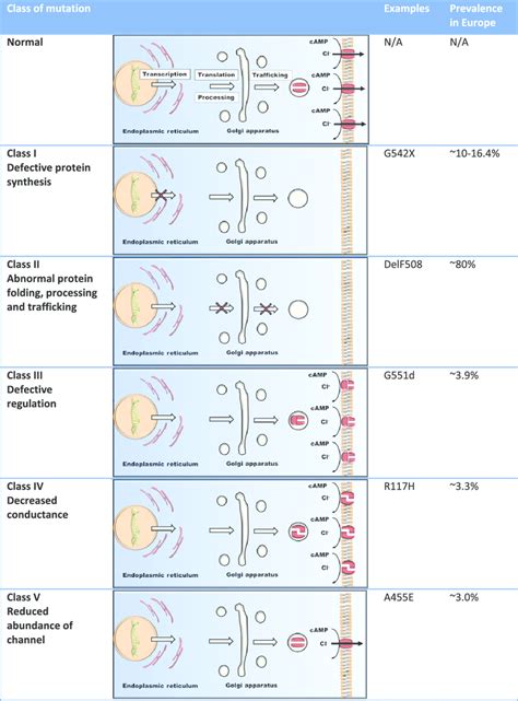 The Classification Of Cftr Mutations For Normal Cftr Production The