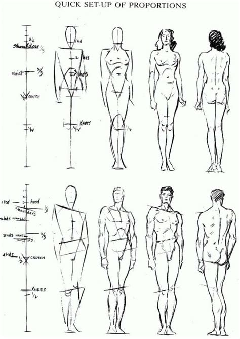 Proportions Of The Human Figure How To Draw The Human Figure In The