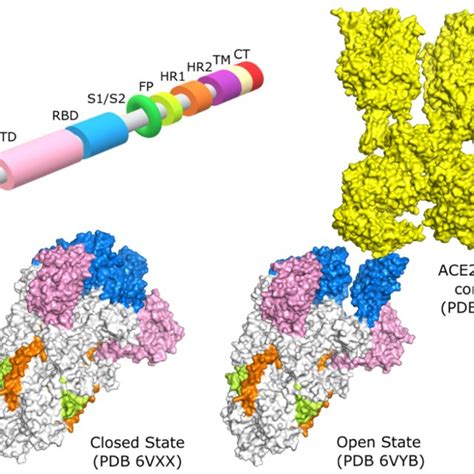 Domains Of The Spike Protein N Terminal Domain Ntd Receptor Binding