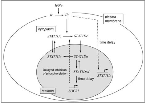 Reaction Network Of The Ifnγ Stimulated Stat1 Signaling Pathway The