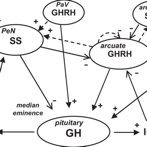 Schematic Illustration Of The Hypothalamic Regulatory System Of The