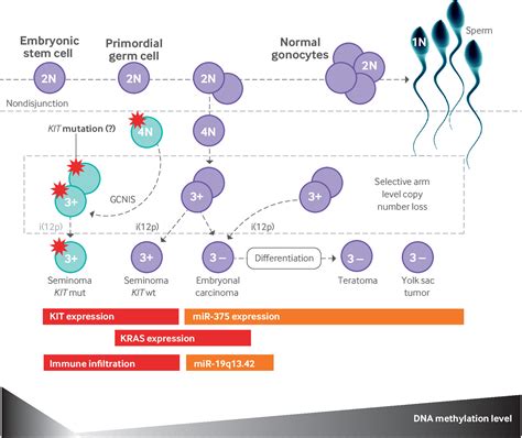 Advances In Diagnosis And Treatment Of Testicular Cancer The Bmj
