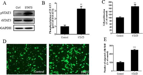 Stat3 Overexpression Reversed The Inhibitory Effects Of Ido Knockdown