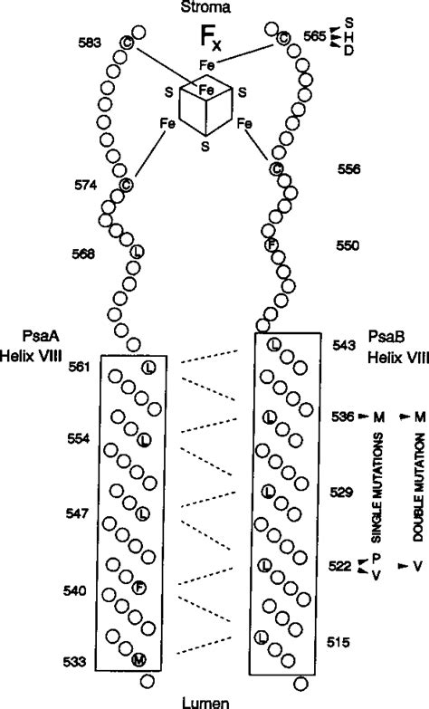 Figure 1 From Mutational Analysis Of The Structure And Biogenesis Of