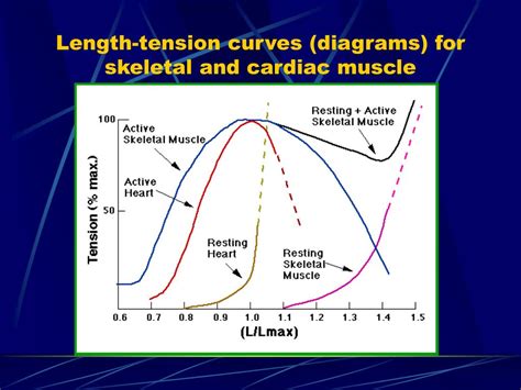 Ppt Cardiac Muscle Powerpoint Presentation Free Download Id 4232028
