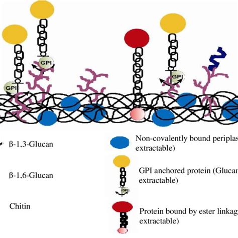 Architecture Of Yeast Cell Wall Download Scientific Diagram