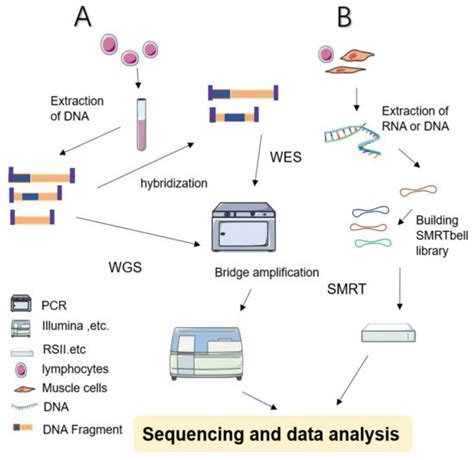 Next Generation Sequencing In Neurogenetic Diseases Encyclopedia Mdpi