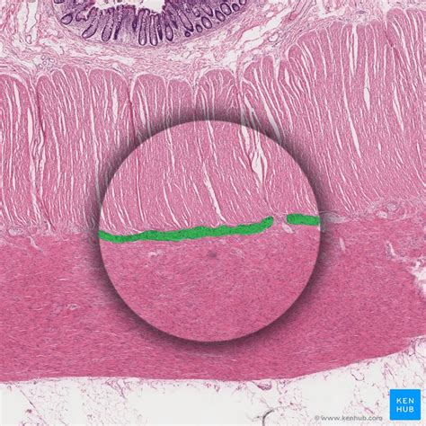 Myenteric Plexus Origin Course And Function Kenhub