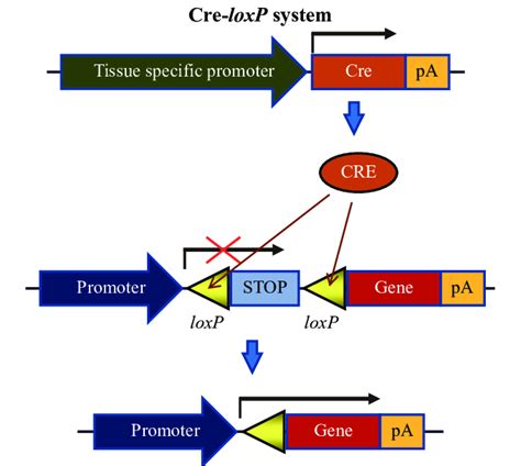 Schematics Of The Cre Loxp Recombination System Download Scientific