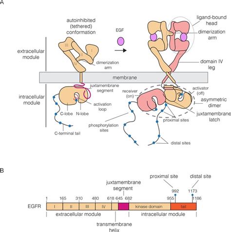 Molecular Basis For Multimerization In The Activation Of The Epidermal