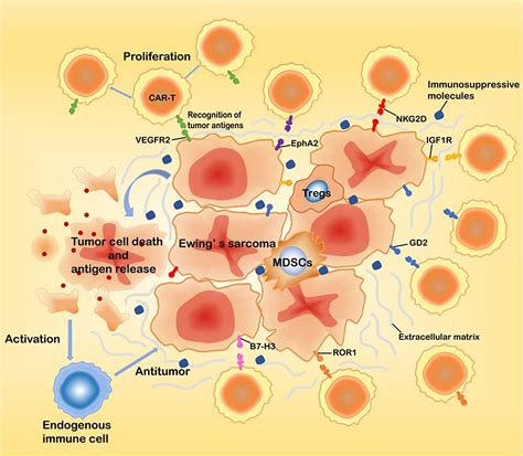 Frontiers A Novel Treatment For Ewings Sarcoma Chimeric Antigen
