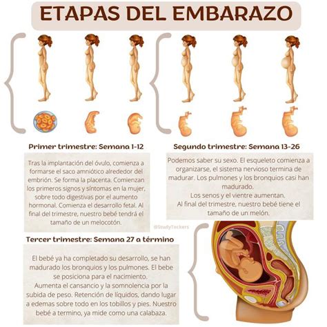 Etapas Del Embarazo