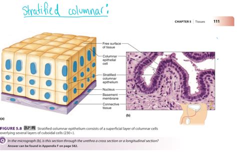 Stratified Cuboidal Epithelium Diagram