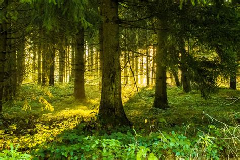 Free Images Landscape Tree Nature Wilderness Branch Winter
