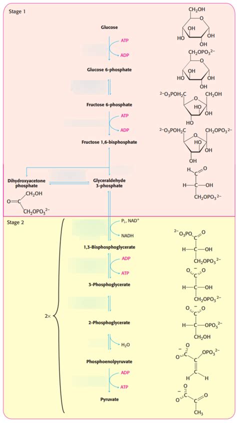Glycolysis Enzymes Diagram Quizlet