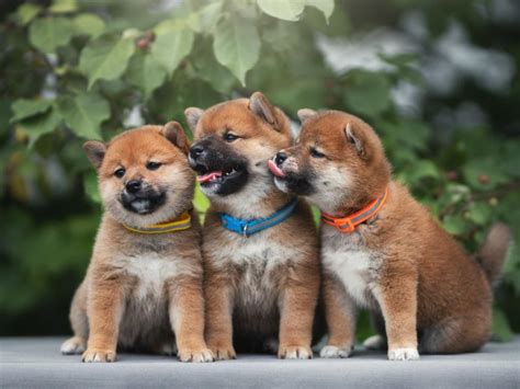 柴犬の特徴・種類・性格・大きさ・値段相場や飼い方のポイントをご紹介｜犬を知る｜ぷにぷにpaw（ポー）