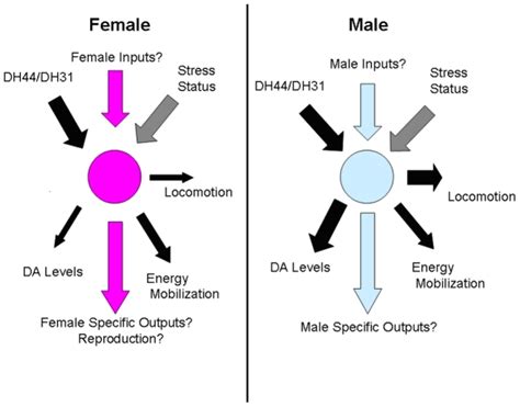 Corazonin Neurons In Both Males And Females Express The Receptors For
