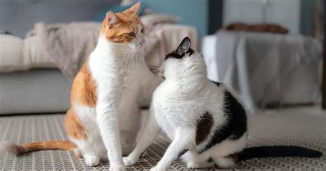 How Do You Fix Cat Behavior Problems