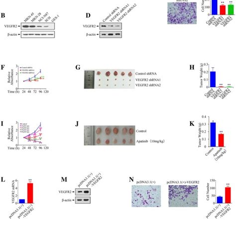 Microarray And Bioinformatic Analysis Of Vegfr2 Signaling In Gastric