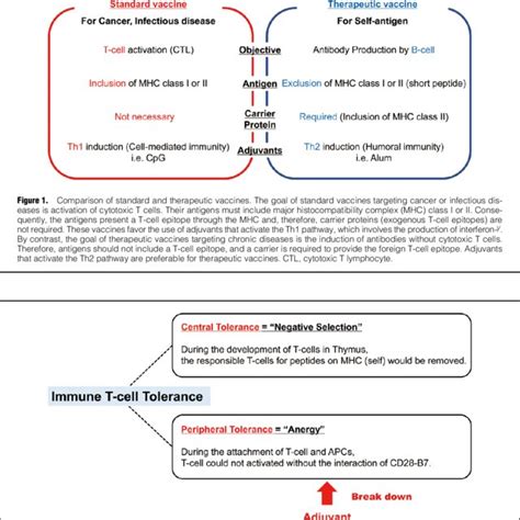 Immune T Cell Tolerance Can Be Classified As Central And Peripheral