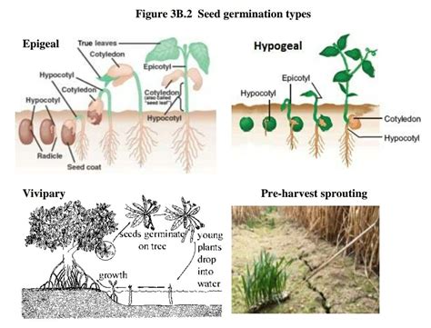 Types Of Germination Of Seed Cbse Class Notes Online Classnotes123