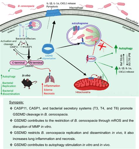 Schematic Illustration Of The Interplay Between Gsdmd Mros Autophagy