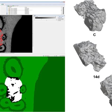 3d Morphometry Thorough Images From Micro Ct Scanning The Left Side