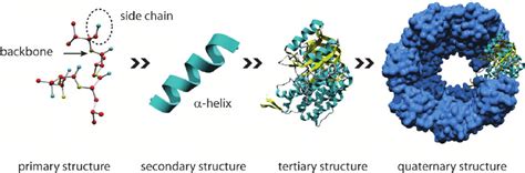 The Hierarchical Structure Of Proteins The Primary Structure Is