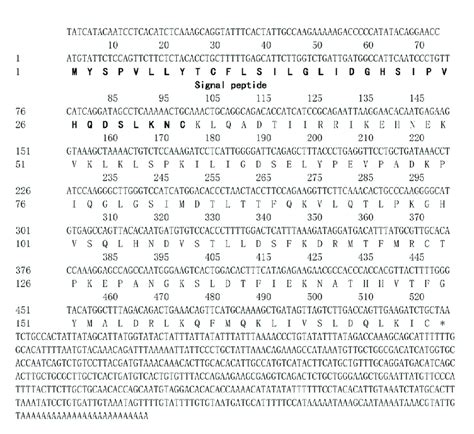 Nucleotide Sequence And Deduced Amino Acid Sequence Of The Leptin Gen