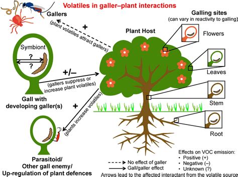 Interactions Between Gallers And Plants By Means Of Volatiles Arrows
