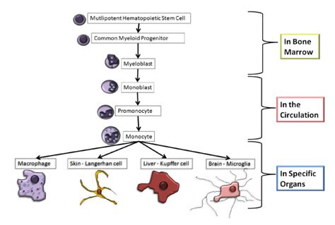 Macrophages Types