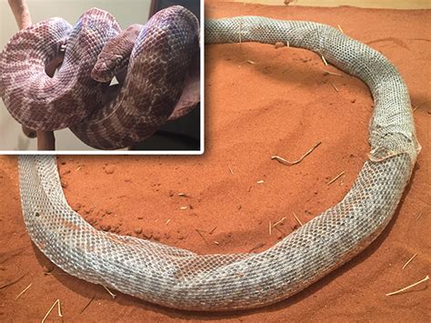 python gets trapped within itself after shedding his skin in a circle