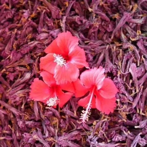 Dried Hibiscus Flower Packaging Size 25 Kg At Rs 400 Kg In Tiruppur