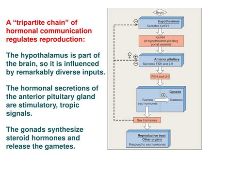 Ppt Chapter 17 Reproduction A Sex Determination And Differentiation B