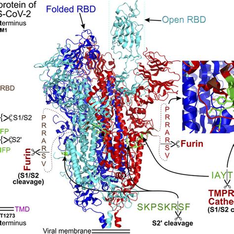 Ntestinal Epithelial Cell Ras And B 0 At1 Govern Glucose Sodium And