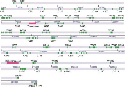 Positions Of Predicted Genes Predicted Protein Coding Regions Denoted
