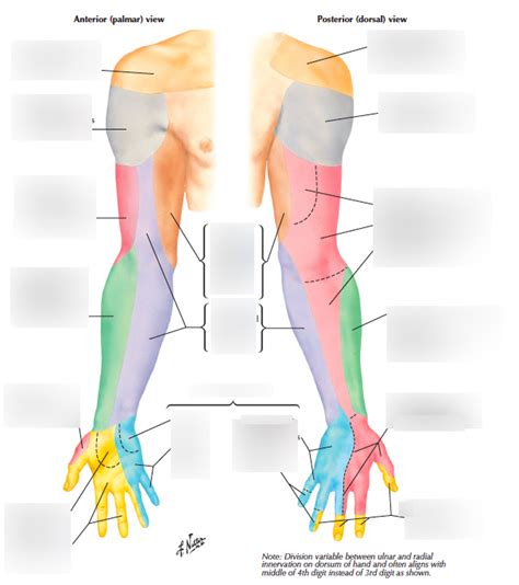 Dermatomes And Cutaneous Innervation Of Upper Limb Diagram Quizlet