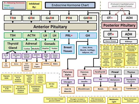 endocrine chart endocrine system nursing endocrine hormones