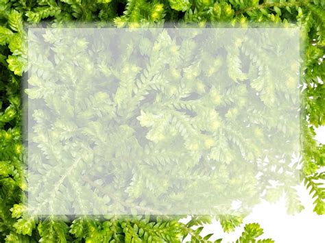 Plant Powerpoint Template Powerpoint Templates Powerp