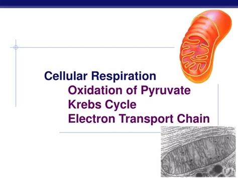 Ppt Cellular Respiration Oxidation Of Pyruvate Krebs Cycle Electron