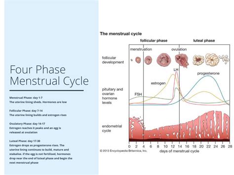 Understanding The Menstrual Cycle Talida Voinea