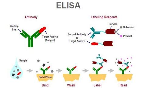 Immunoassay Formats Include Elisa Enzyme Linked Immunosorbent Assay