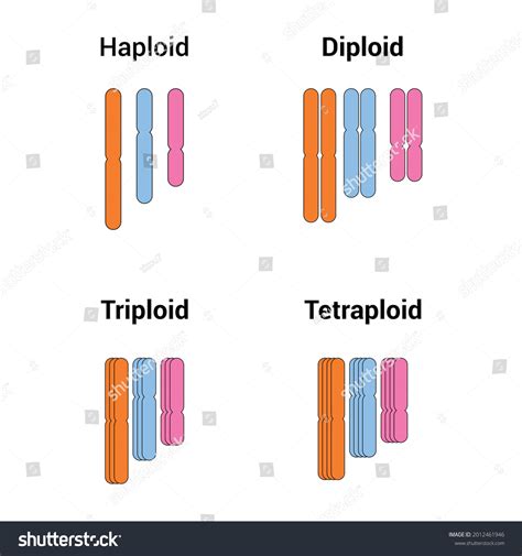Haploid Diploid Triploid Tetraploid Vector Illustration Stock Vector