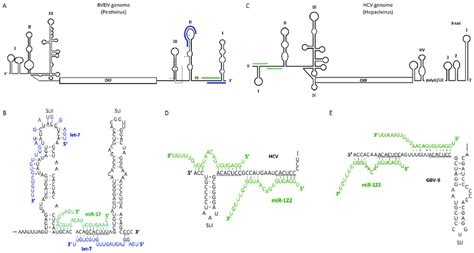 Genome Organization And Mirna Binding Sites In The Bvdv And Hcv