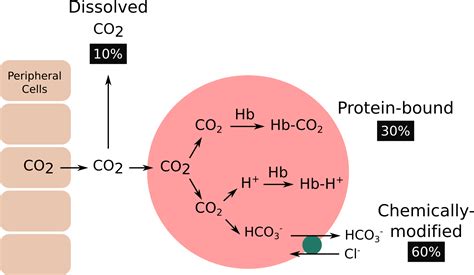 Carbon Dioxide Transport Carbon Dioxide Respiratory System Science